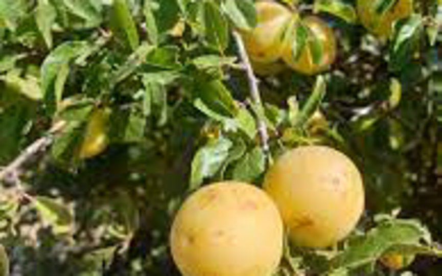 Koromila in Tradition and Nutrition - The National Herald