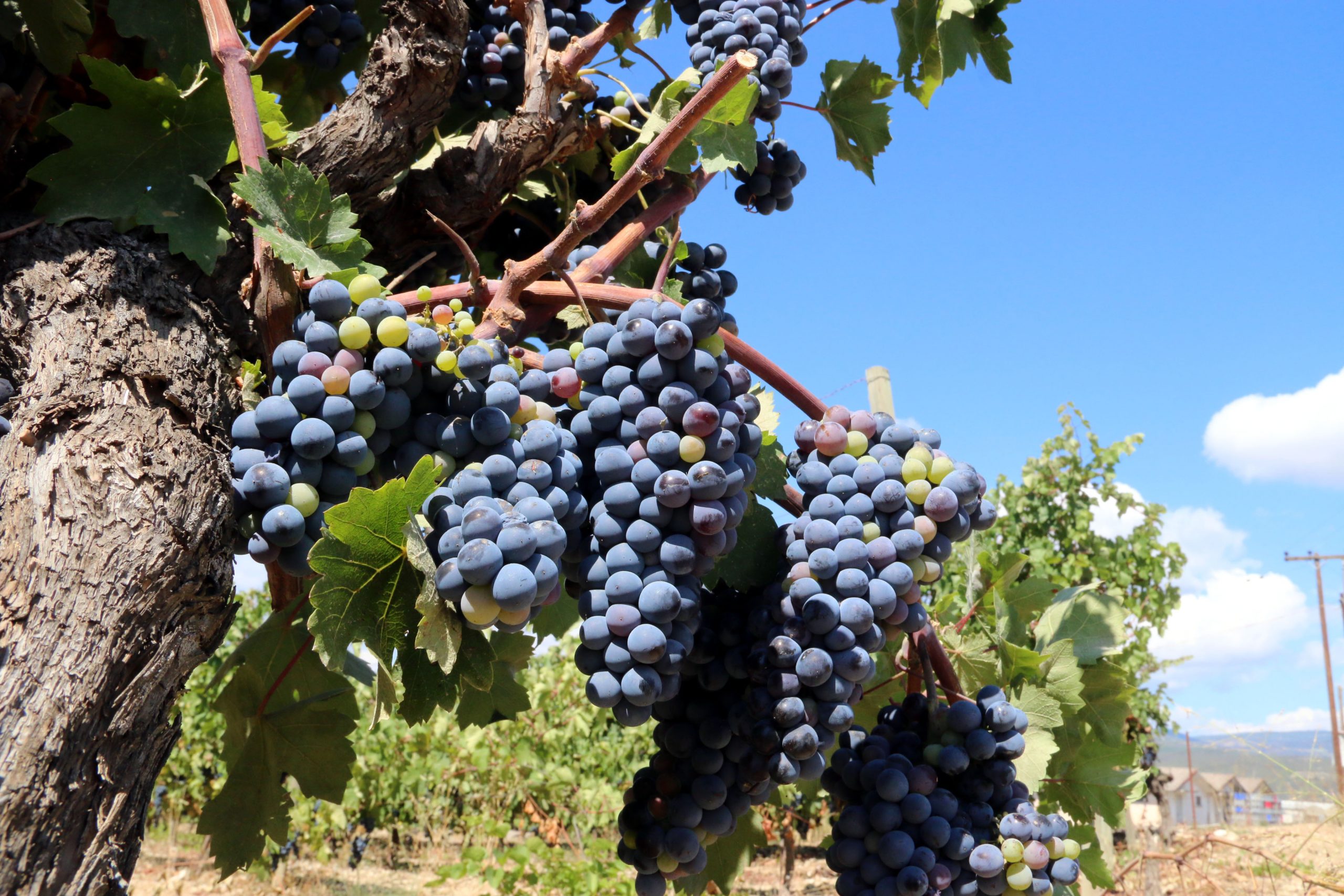 Is the Grape Therapy Diet Really a Good Choice? - The National Herald